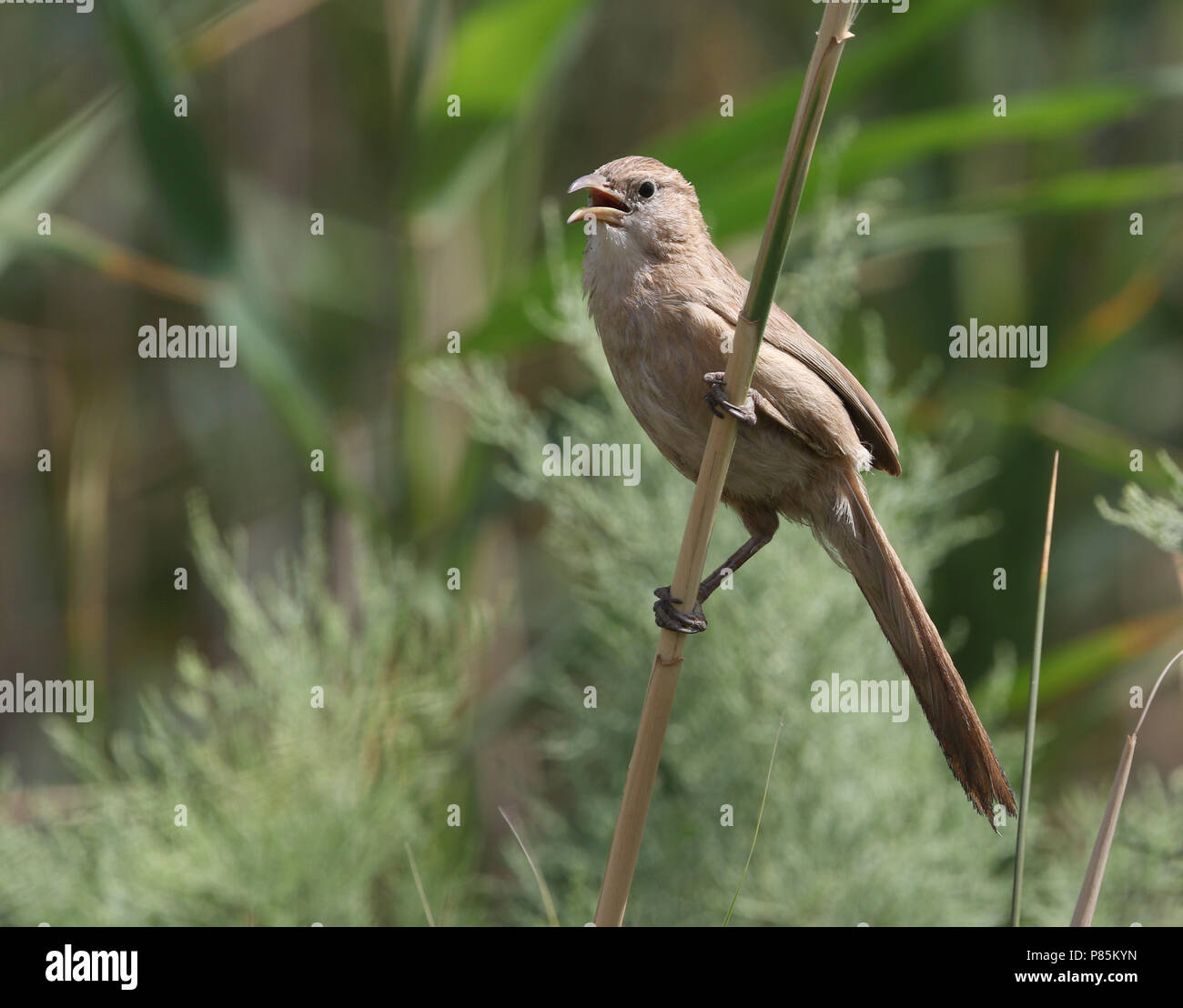 Turdoides huttoni hi-res stock photography and images - Alamy