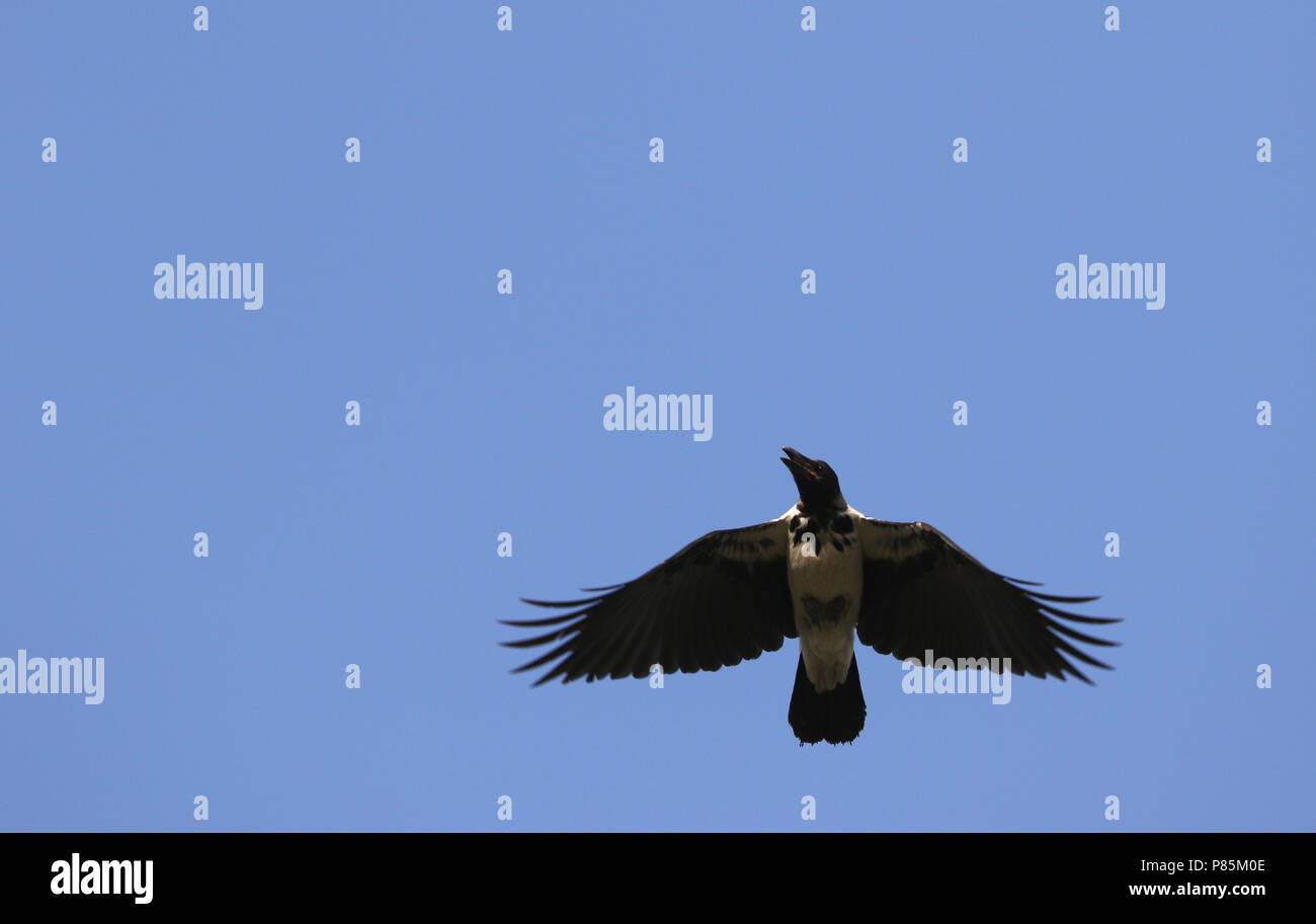 Mesopotamian bird hi-res stock photography and images - Alamy