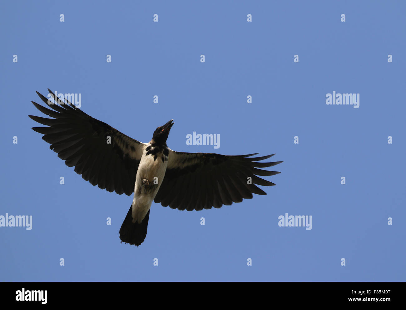 Mesopotamian Crwo, Corvus corone ssp. capellanus Stock Photo - Alamy
