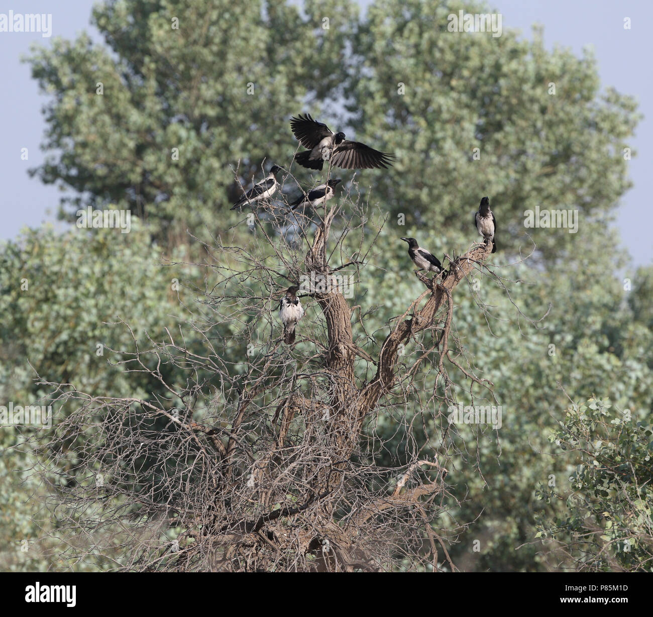 Mesopotamian Crwo, Corvus corone ssp. capellanus Stock Photo - Alamy