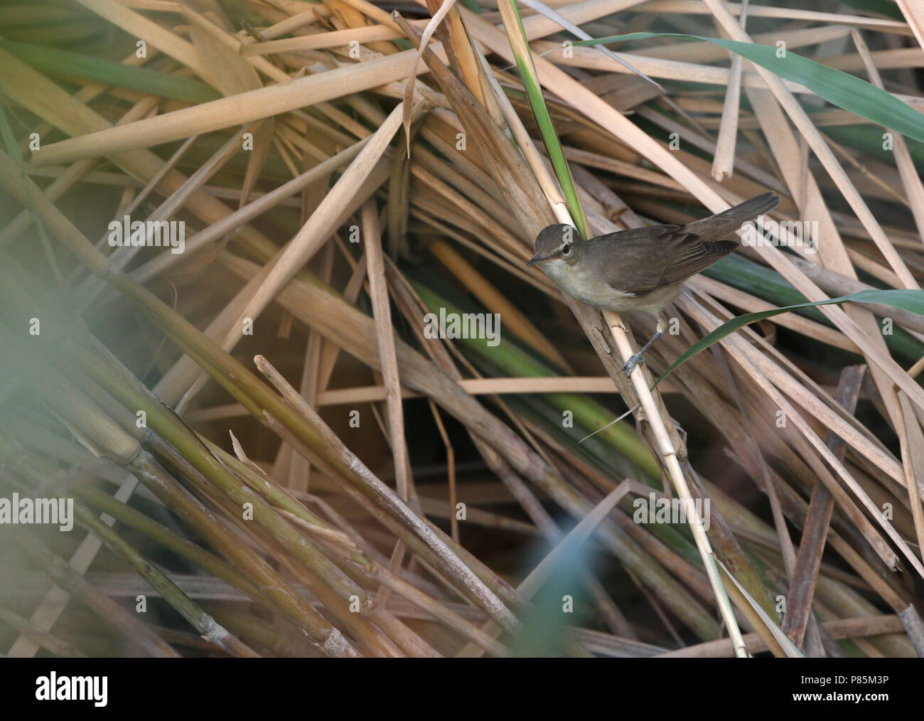 Basrakarekiet, Basra reed warbler, Acrocephalus griseldis Stock Photo ...