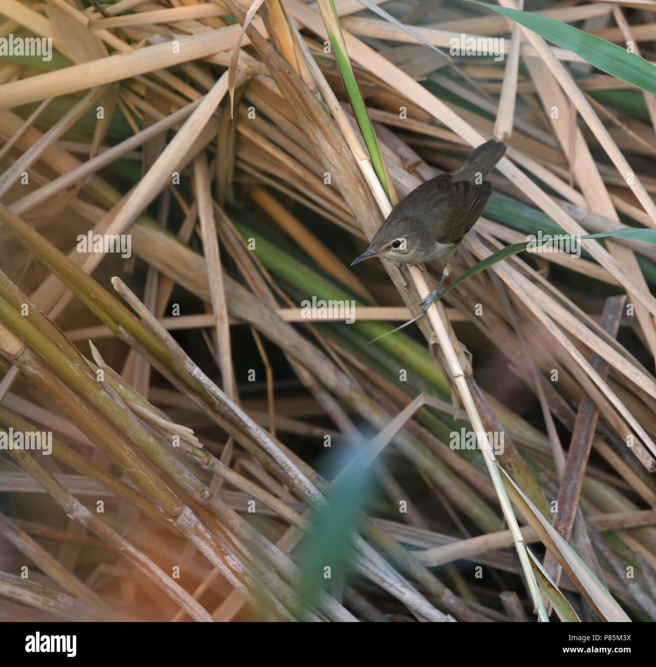 Griseldis High Resolution Stock Photography and Images - Alamy