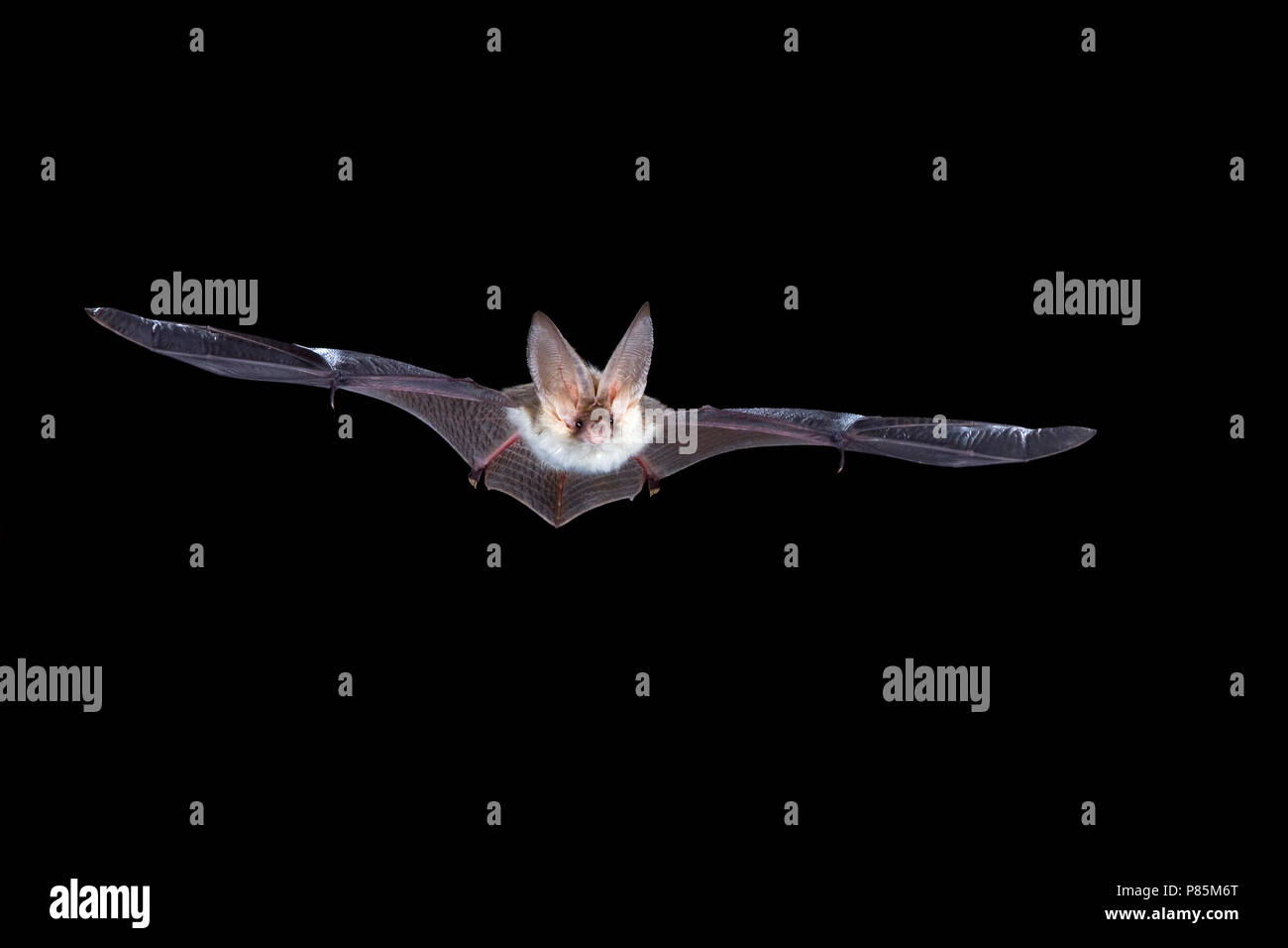 Long eared bats flying hi-res stock photography and images - Alamy