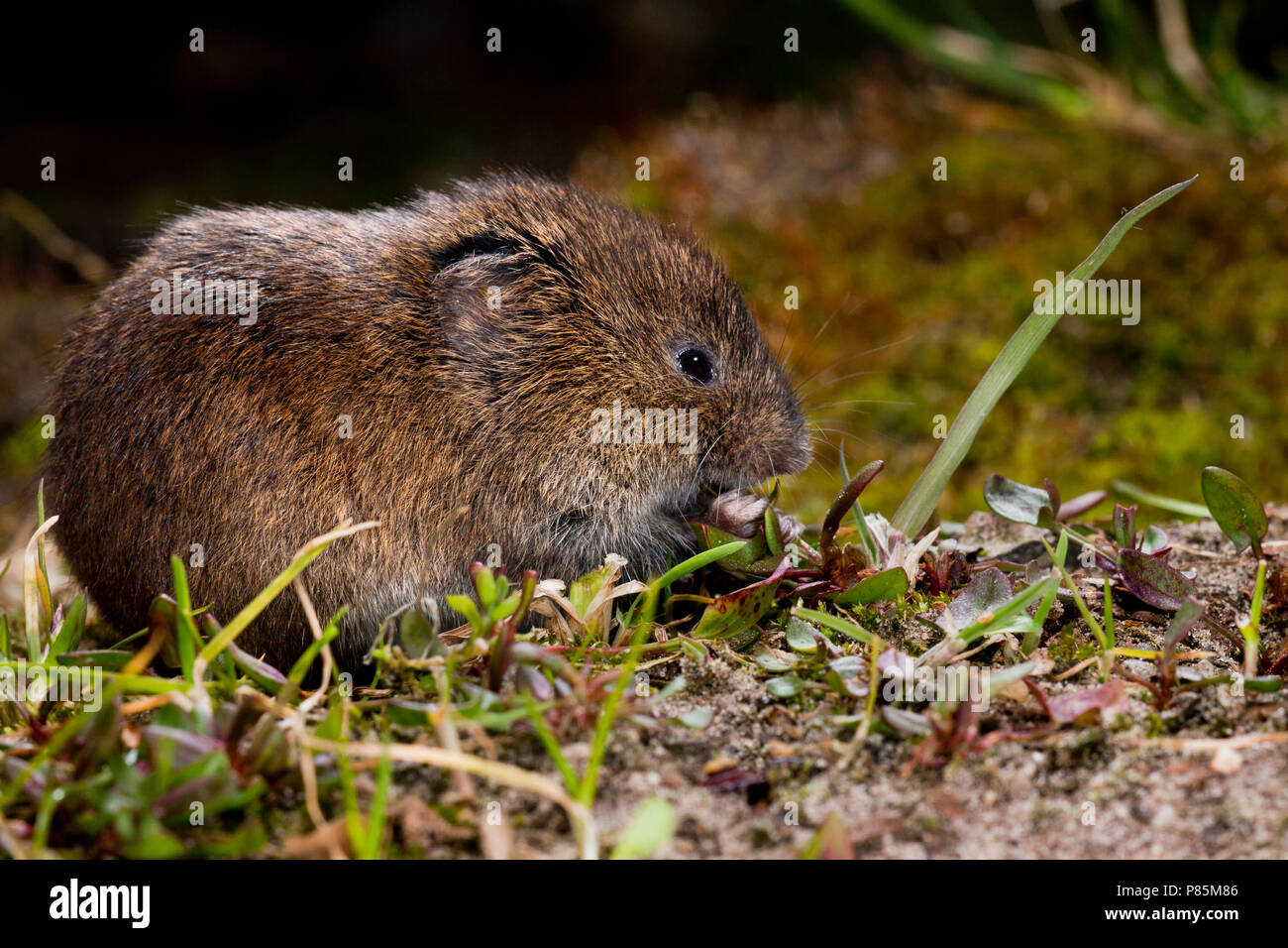Aardmuis etend op de bosbodem; Field Vole eating on the forest floor ...