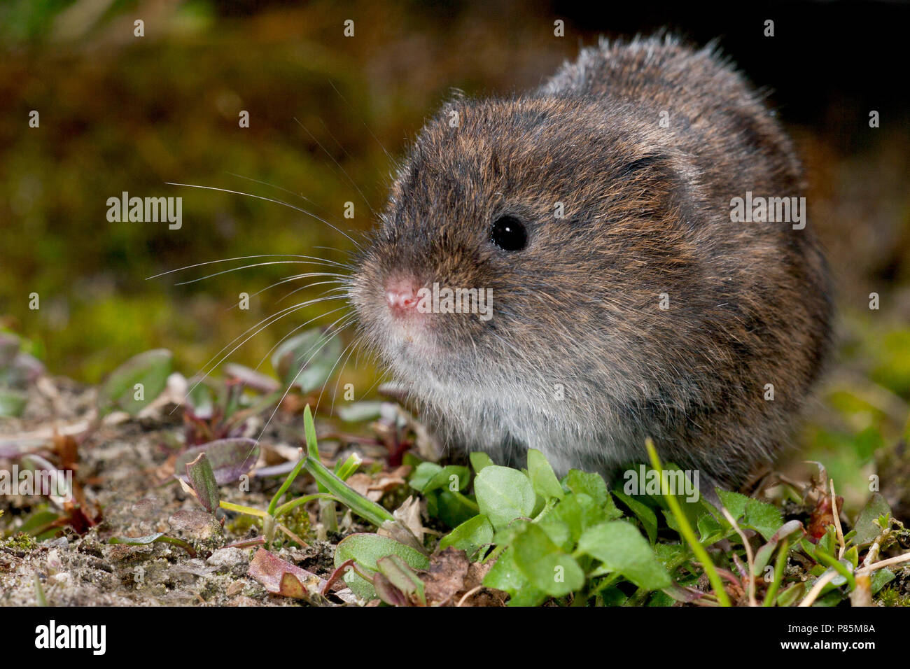 Aardmuis etend op de bosbodem; Field Vole eating on the forest floor ...