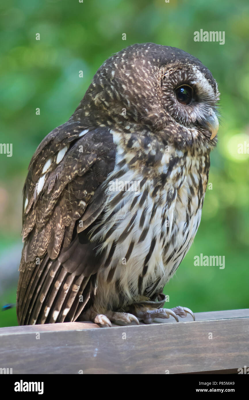 Mottled bird hi-res stock photography and images - Alamy