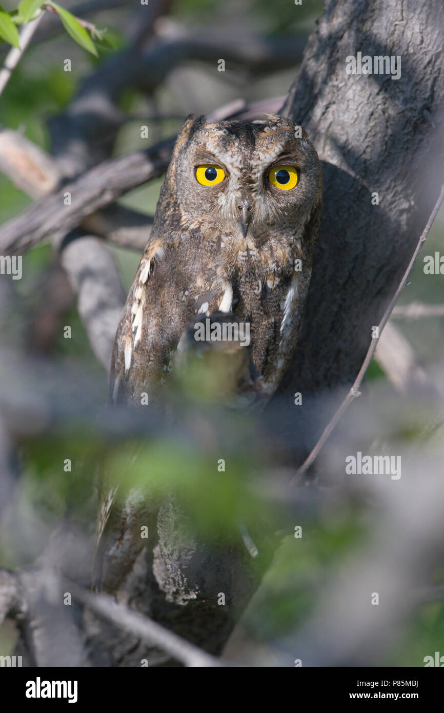 Oosterse Dwergooruil zittend in boom. Oriental Scops Owl sitting in ...