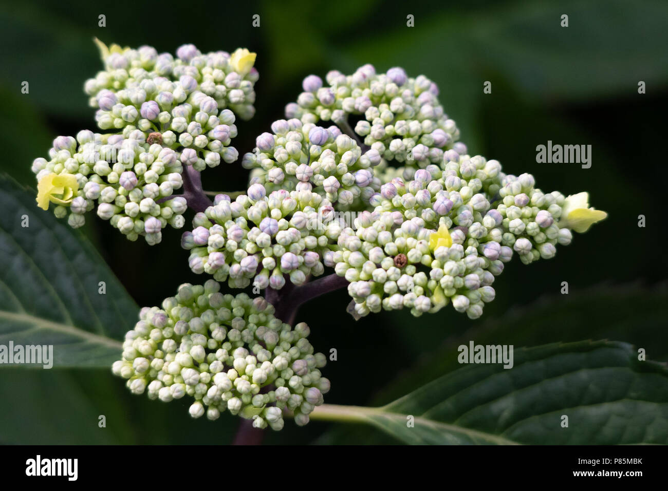 Blue Lacecap Hydrangea Buds Stock Photo - Alamy