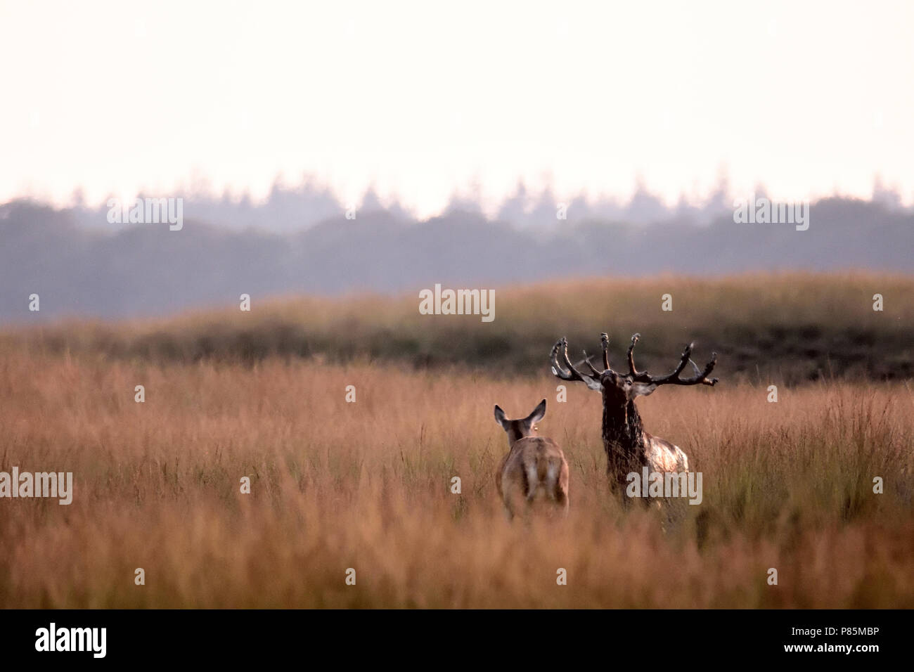 Bronstroedel hi-res stock photography and images - Alamy