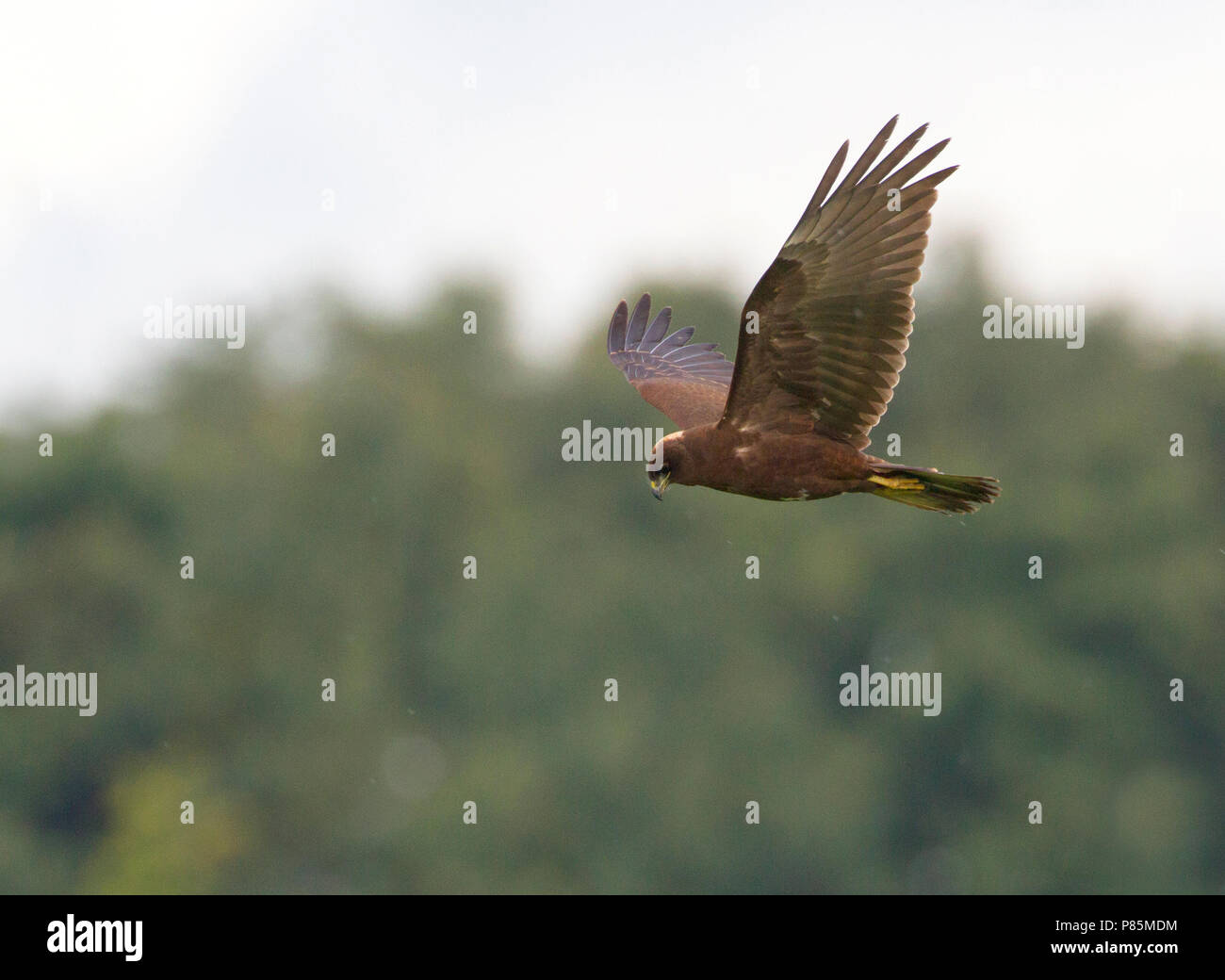 Immature Western Marsh Harrier (Circus aeruginosus) flying above a ...