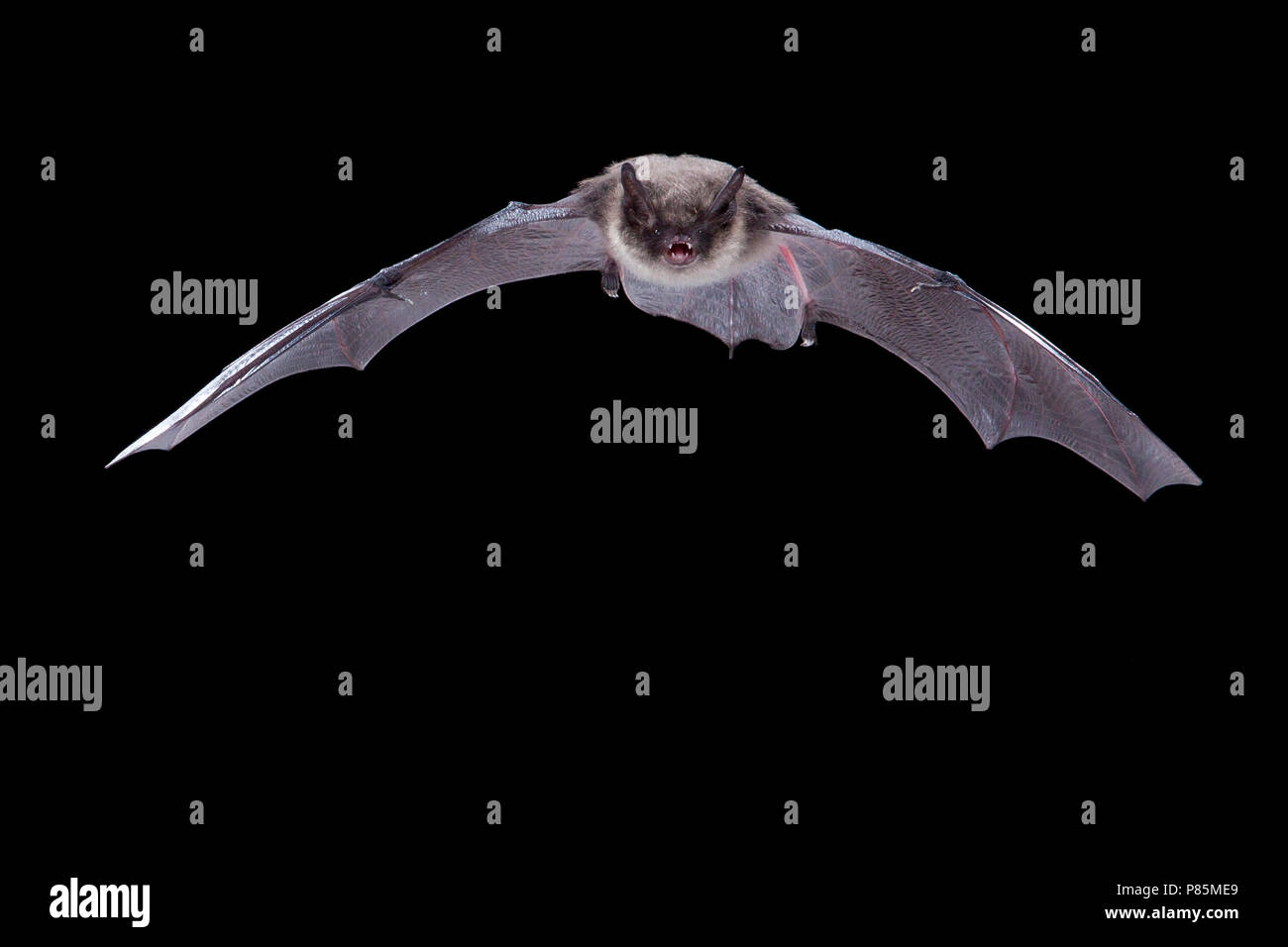 Baardvleermuis, Whiskered Bat, Myotis mystacinus Stock Photo - Alamy