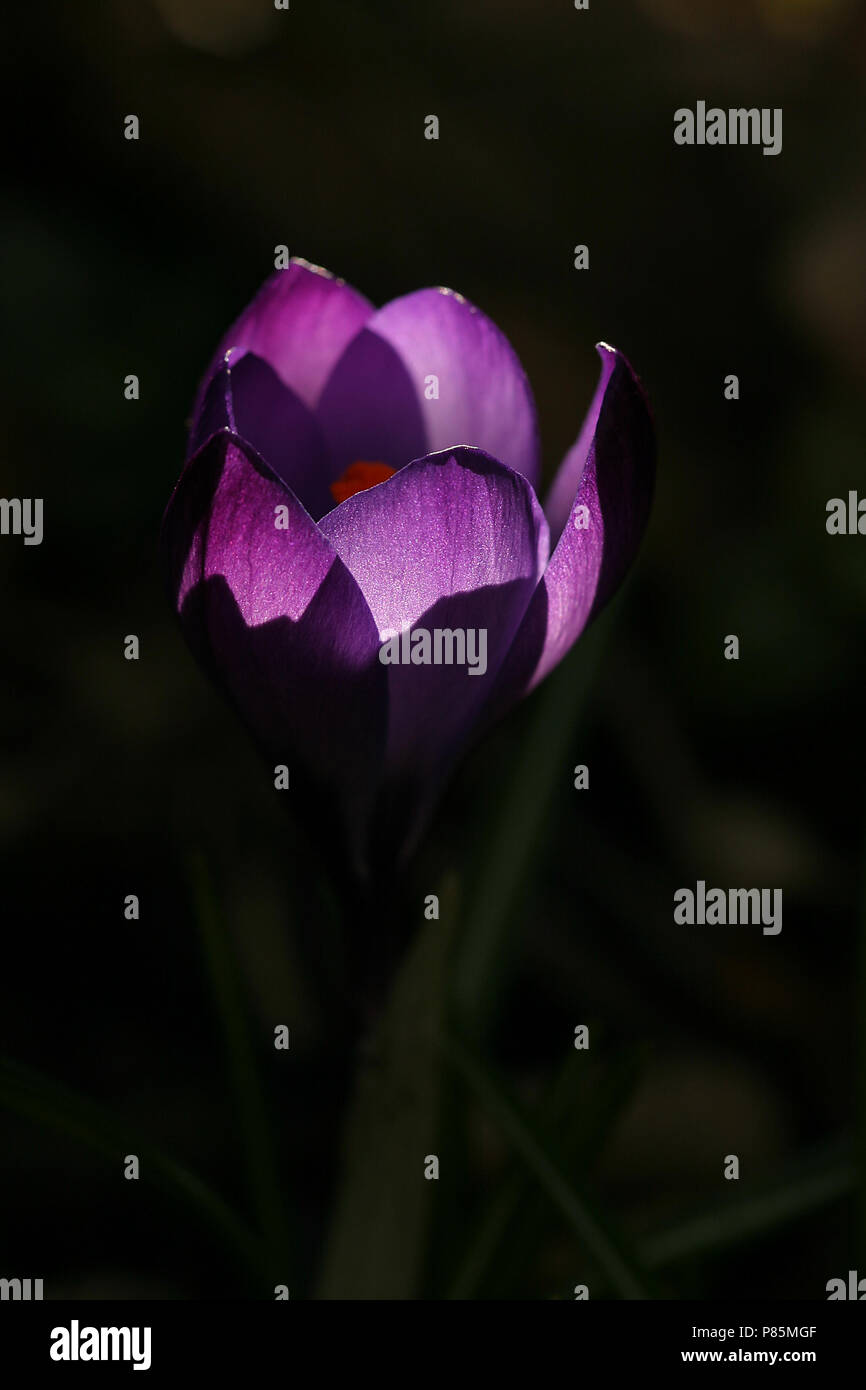 Krokus High Resolution Stock Photography and Images - Alamy
