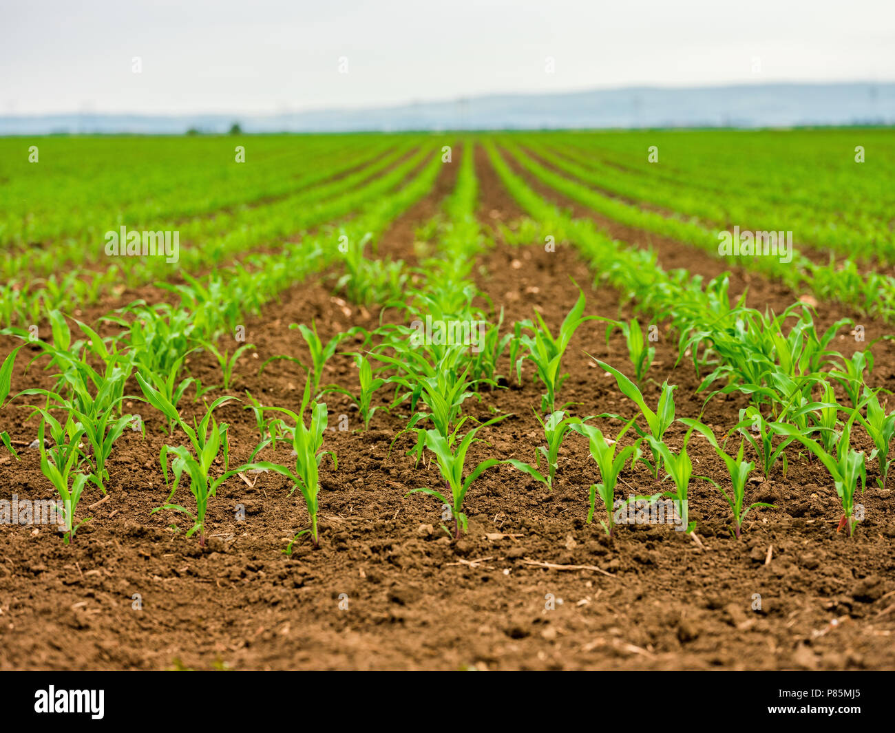 Green corn maize plants on a field. Agricultural landscape Stock Photo ...