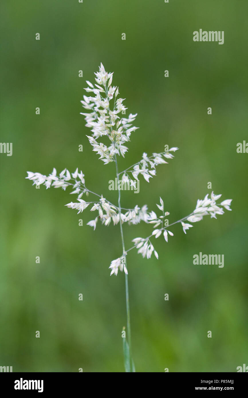 Cocksfoot grass hi-res stock photography and images - Alamy