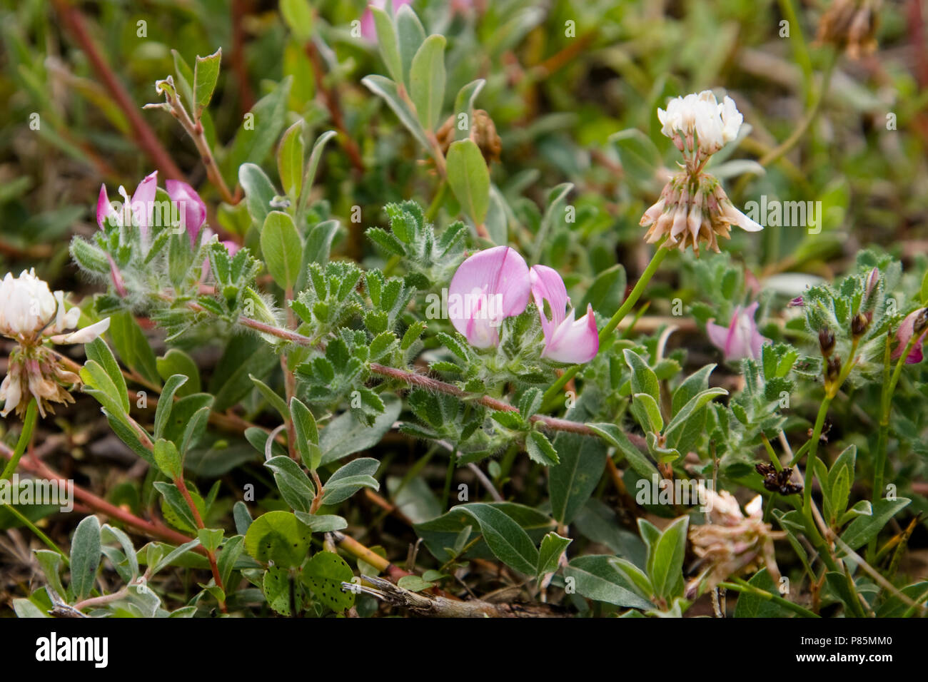 Common restharrow ononis hi-res stock photography and images - Alamy