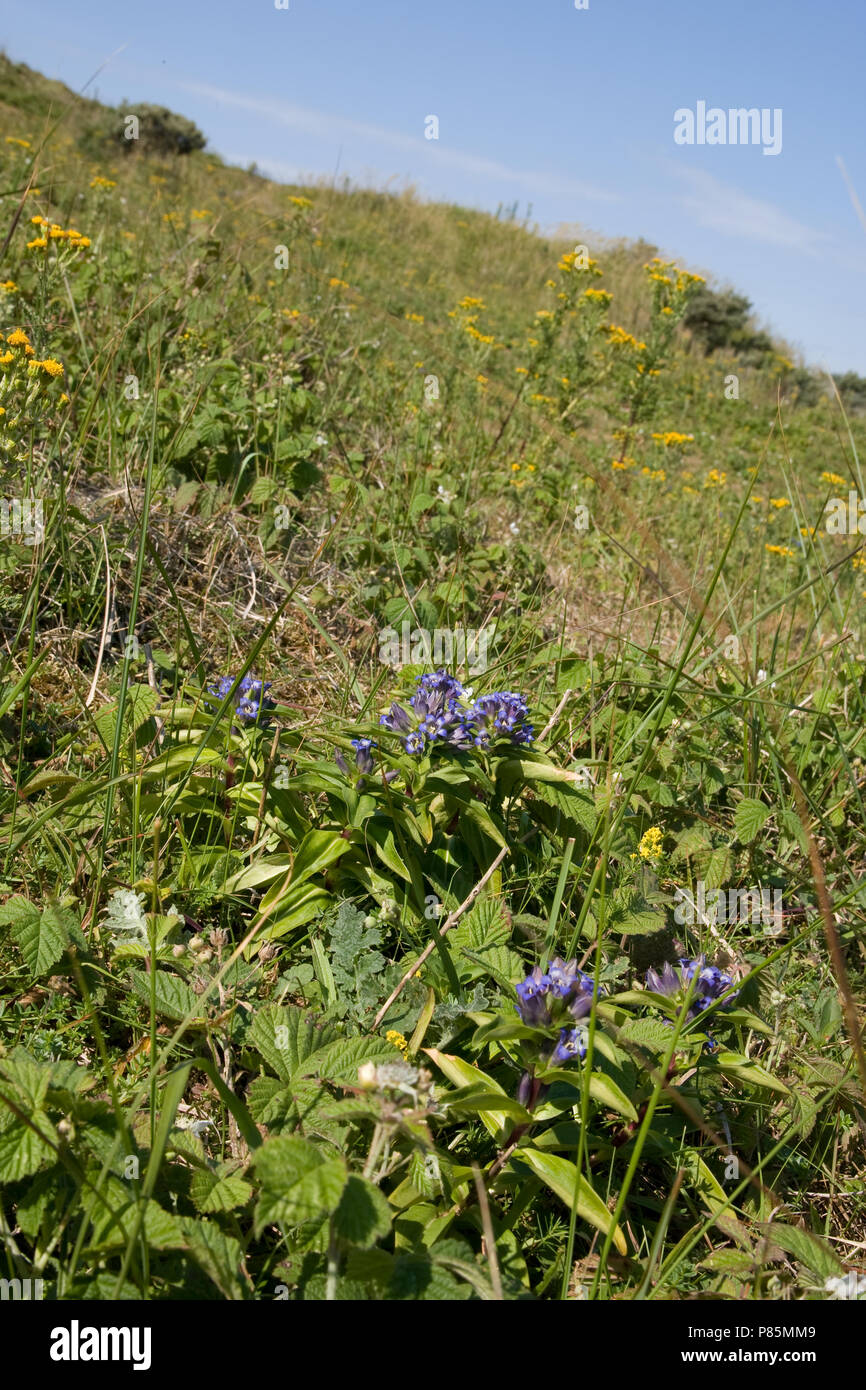 Kruisbladgentiaan op duinhelling; Star gentian on dune slope Stock ...