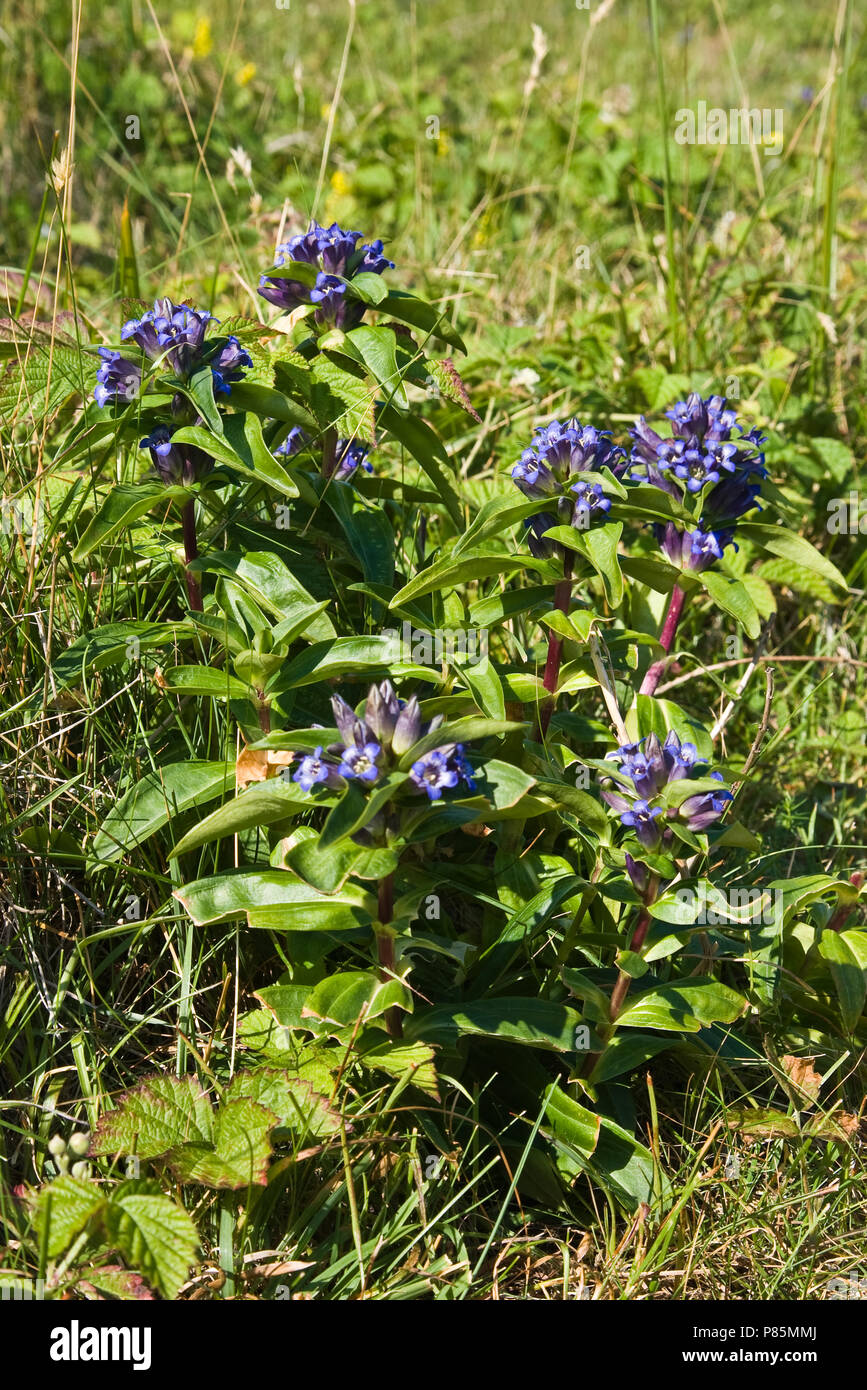 Kruisbladgentiaan op duinhelling; Star gentian on dune slope Stock ...