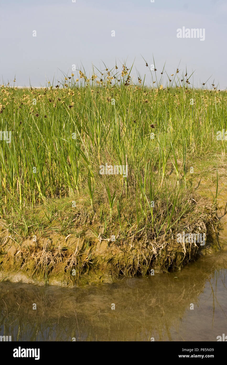 Zeebies hi-res stock photography and images - Alamy