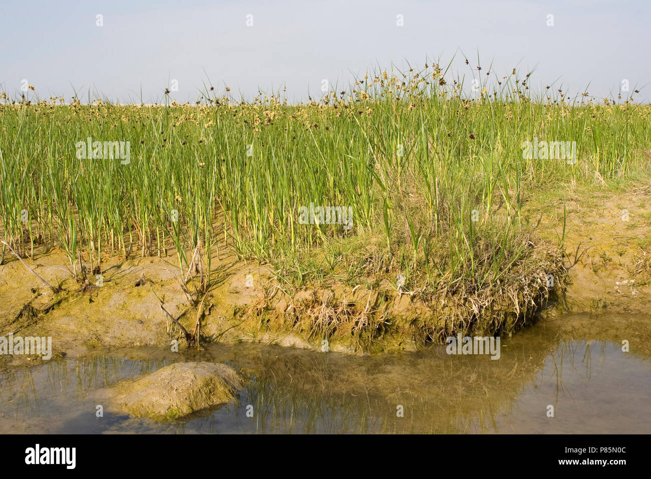 Zeebies hi-res stock photography and images - Alamy