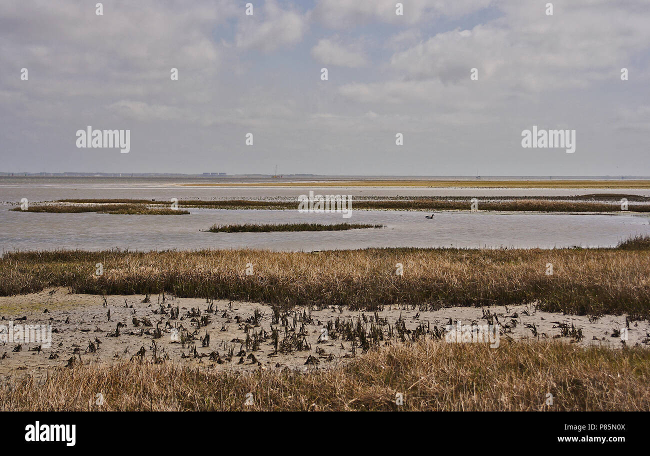 De Waddenzee bij Schiermonnikoog; Waddensea at Schiermonnikoog Stock ...