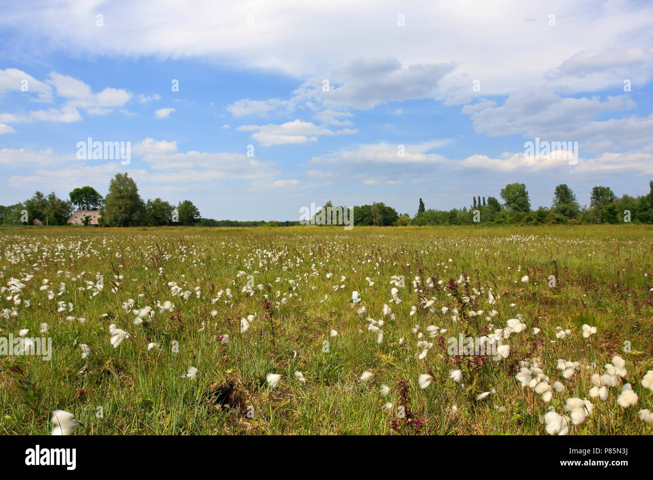 Natuurgebied Laegieskamp Het Gooi, Nature reserve Laegieskamp Het Gooi ...