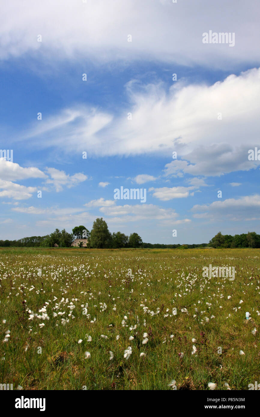 Natuurgebied Laegieskamp Het Gooi, Nature reserve Laegieskamp Het Gooi ...