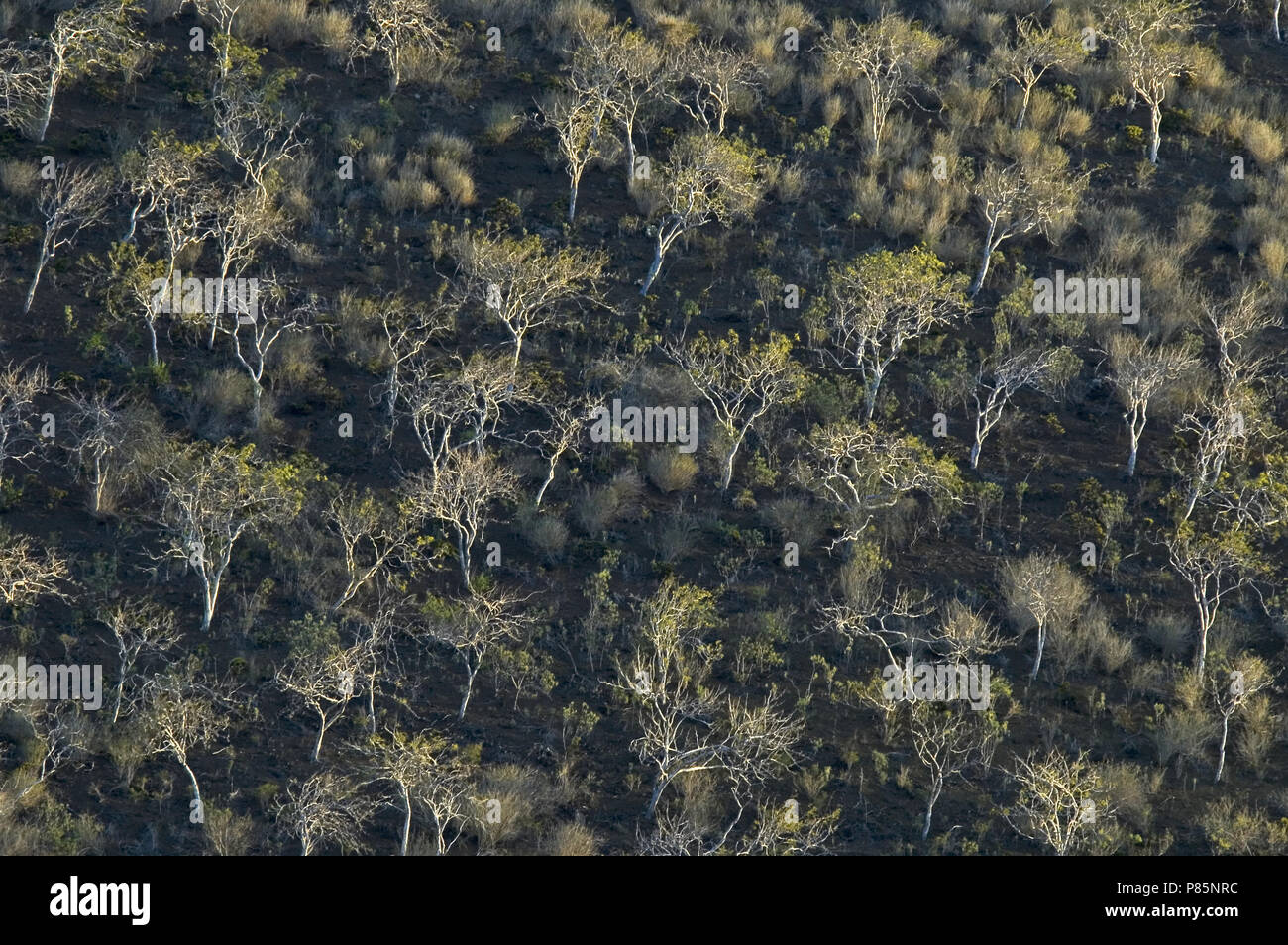 Galapagos trees; Galapagos bomen Stock Photo - Alamy