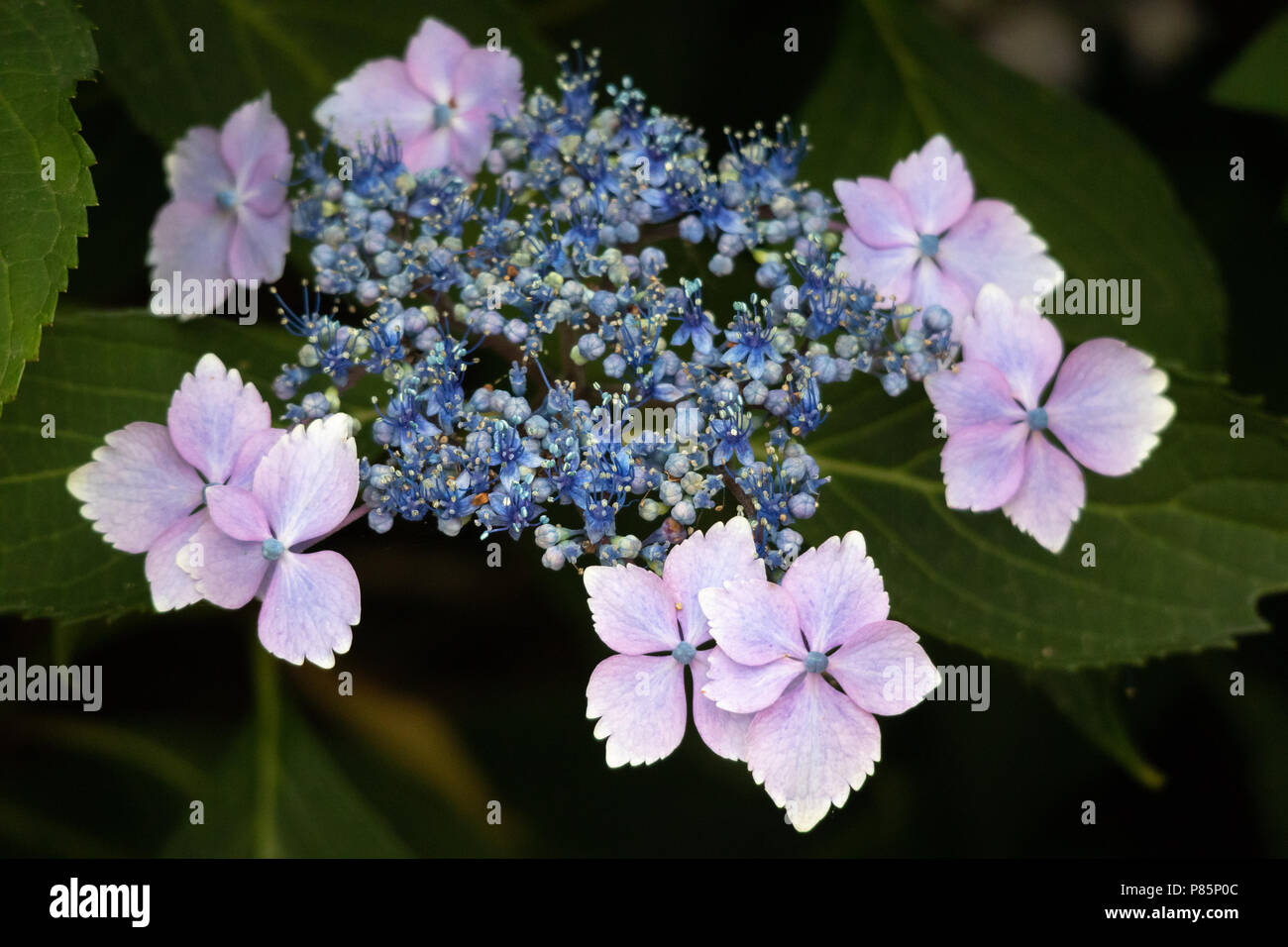 Blue lacecap hydrangea flowering hi-res stock photography and images ...