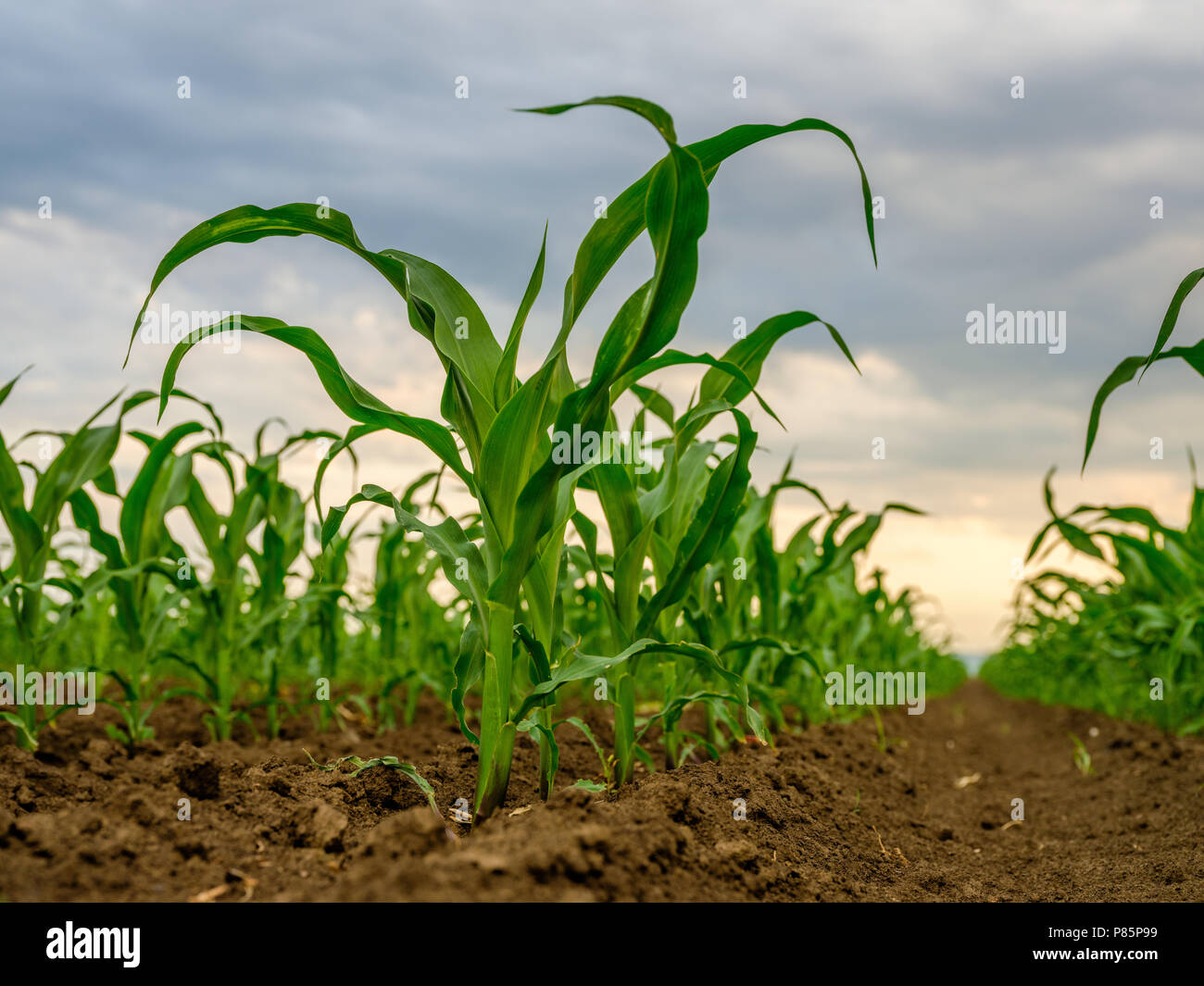 Green corn maize plants on a field. Agricultural landscape Stock Photo ...
