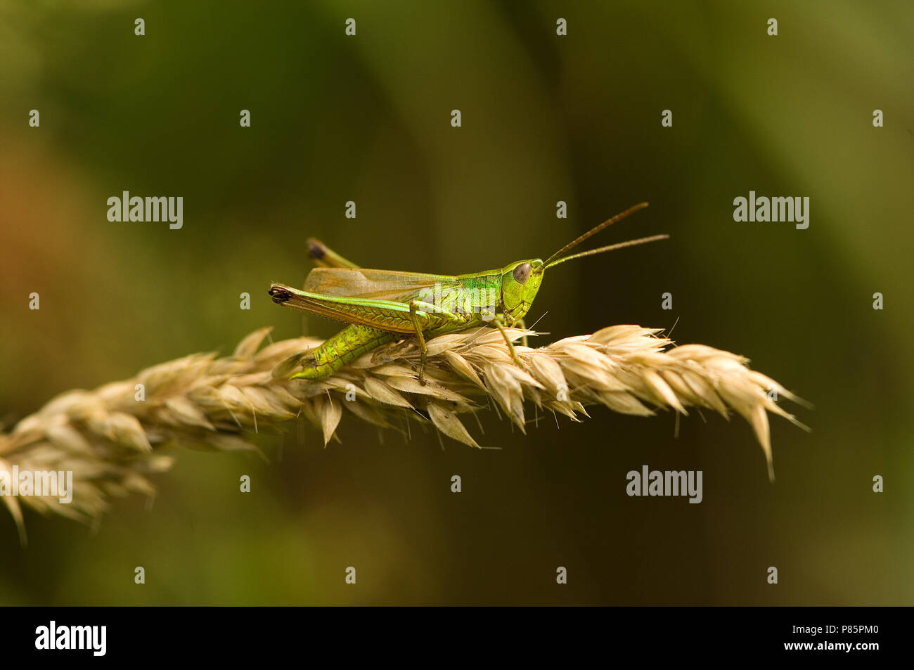 Large Gold Grasshopper Germany, Gouden Sprinkhaan Duitsland Stock Photo ...