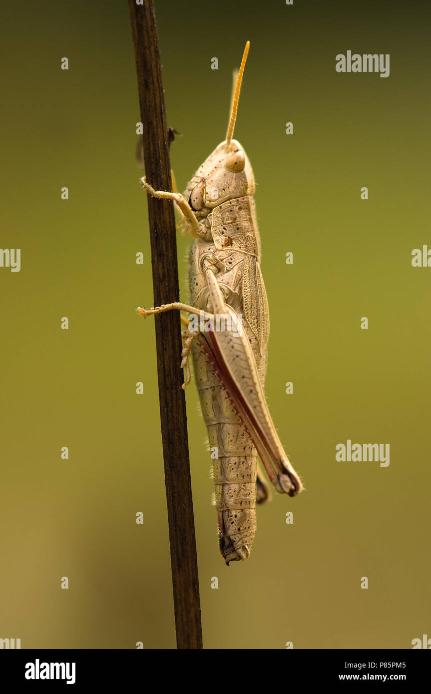 Large Gold Grasshopper Germany, Gouden Sprinkhaan Duitsland Stock Photo ...