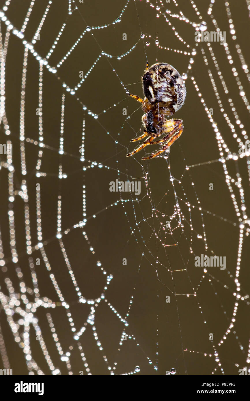 Furrow Spider High Resolution Stock Photography and Images - Alamy