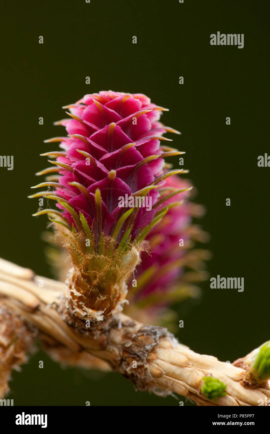 Larixbloemen hi-res stock photography and images - Alamy