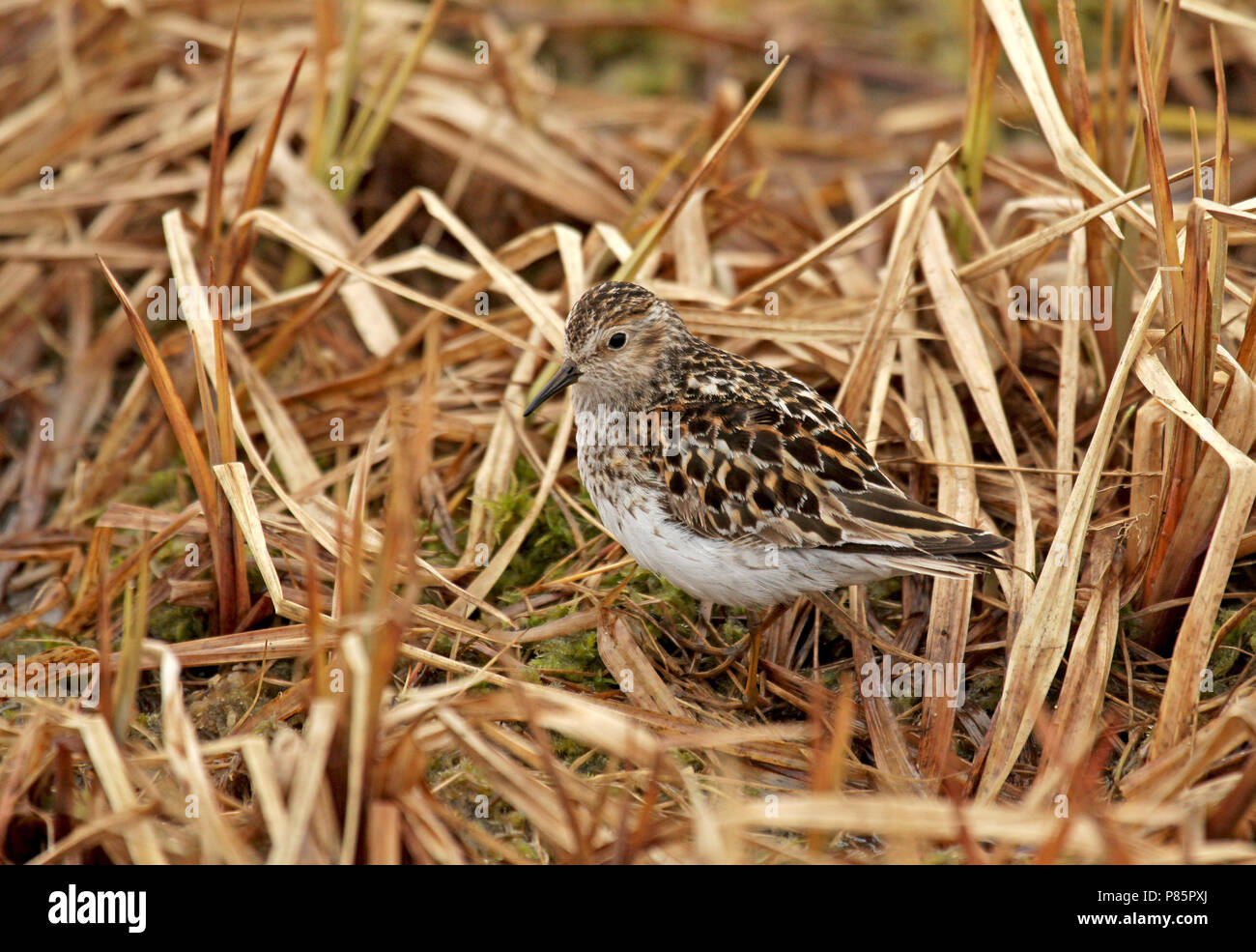 Kleinste Strandloper; Least Sandpiper Stock Photo - Alamy