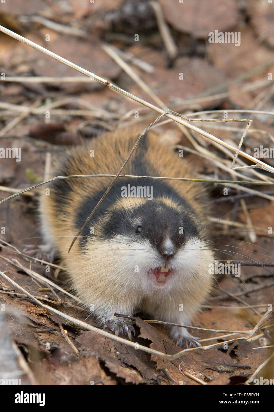 Lemming hi-res stock photography and images - Alamy