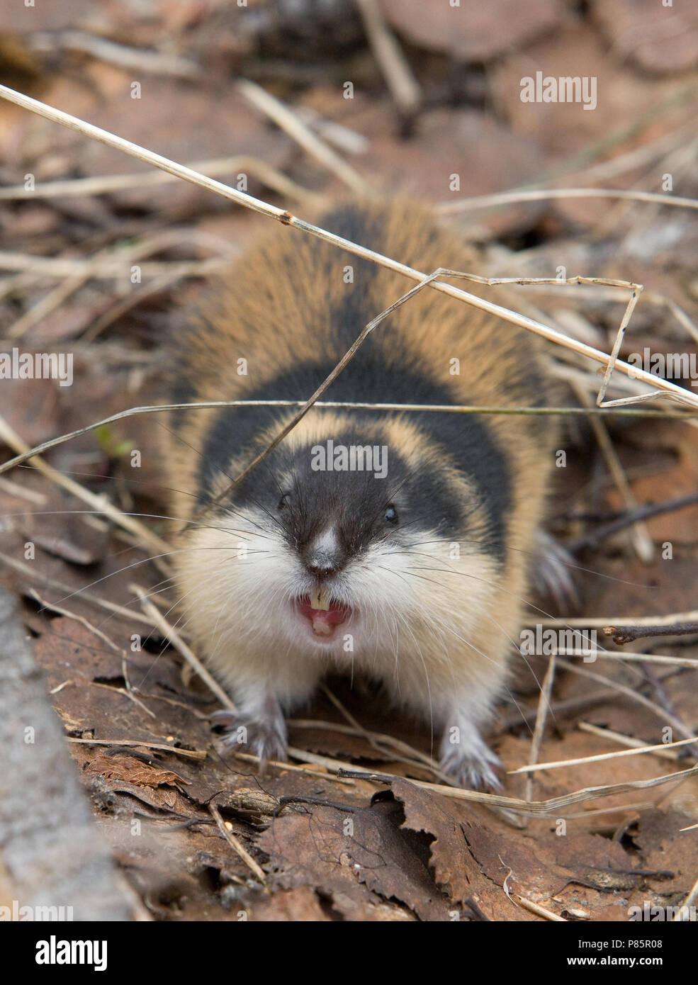 Lemming hi-res stock photography and images - Alamy