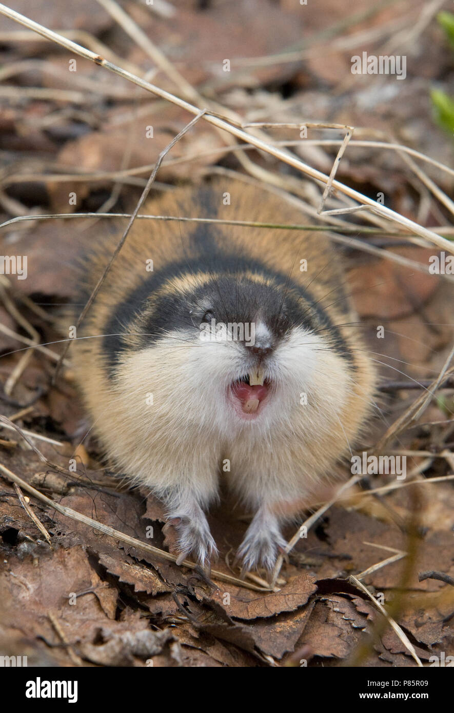 Lemming hi-res stock photography and images - Alamy