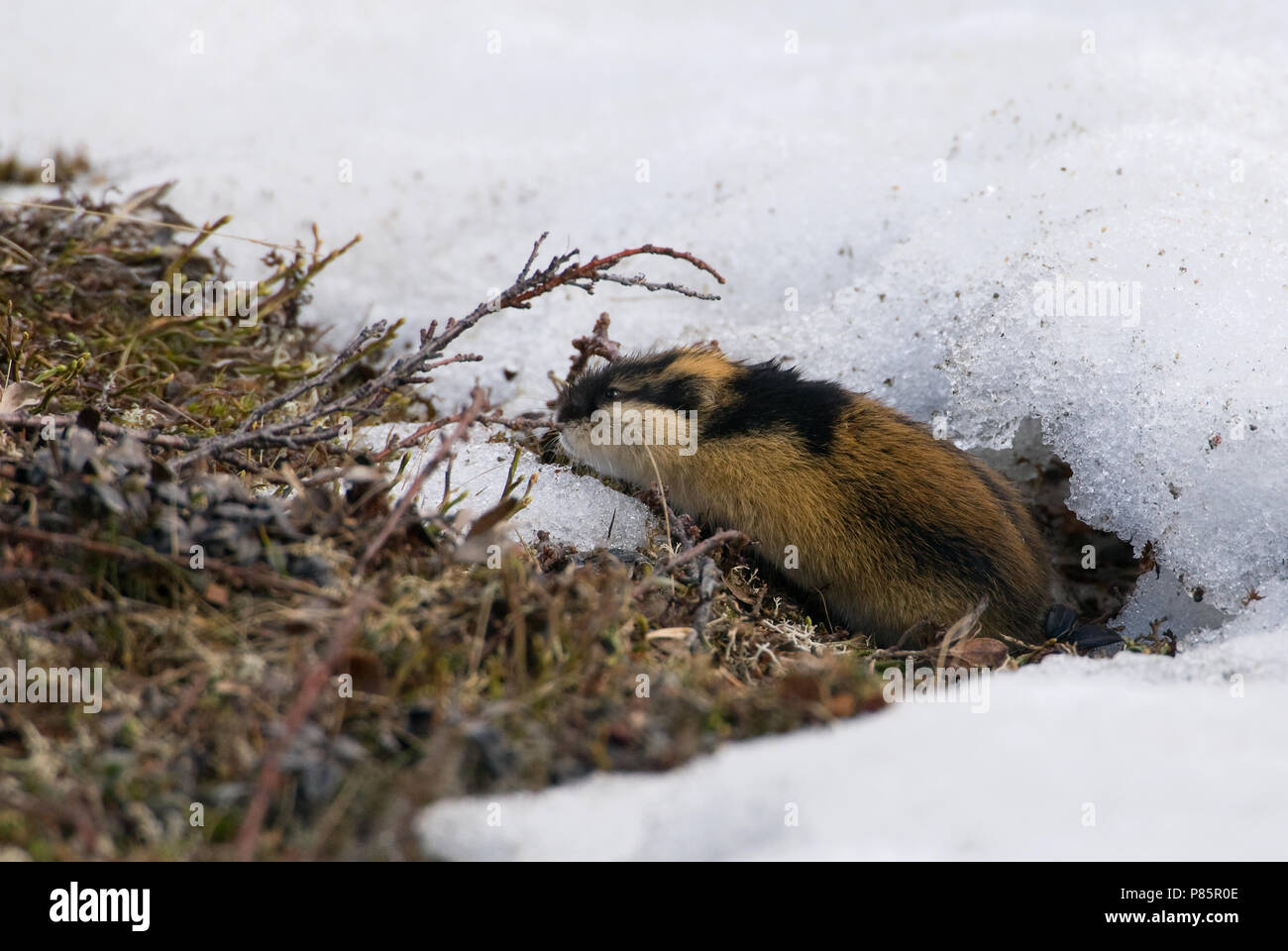 Lemming arctic hi-res stock photography and images - Alamy