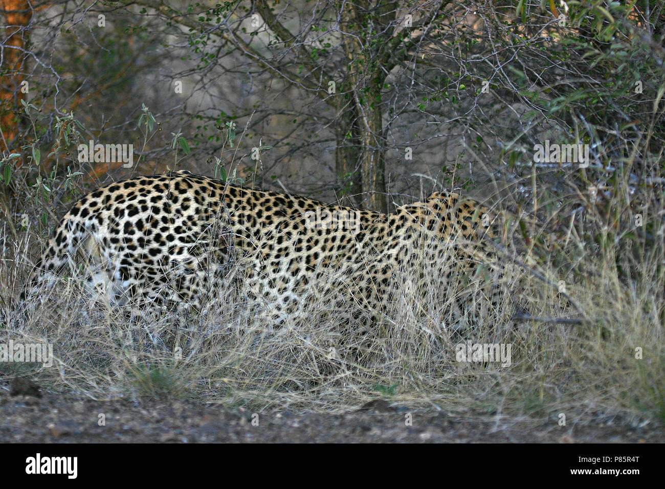 Luipaard hi-res stock photography and images - Alamy