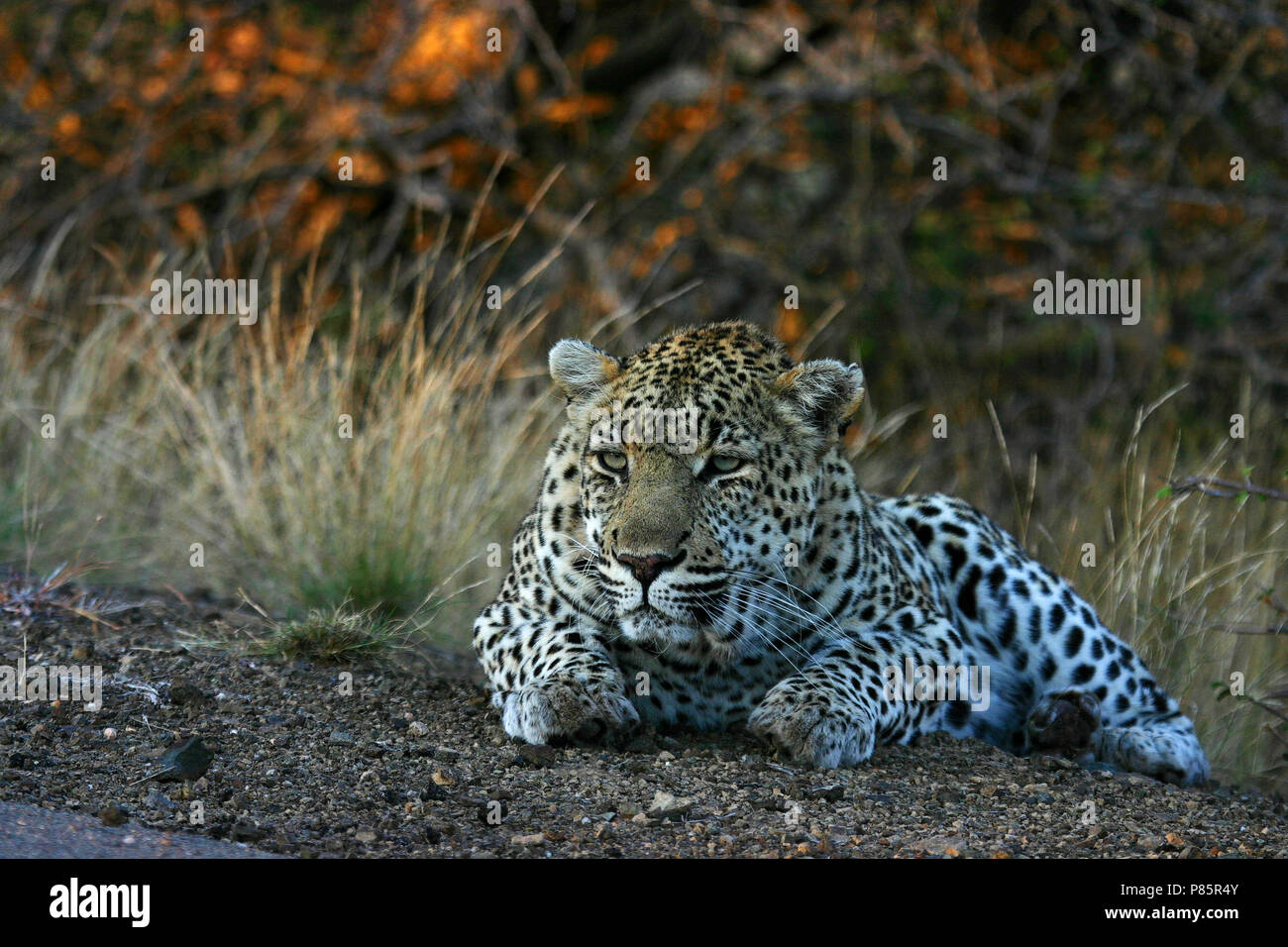 Luipaard liggend, Leopard laying Stock Photo - Alamy