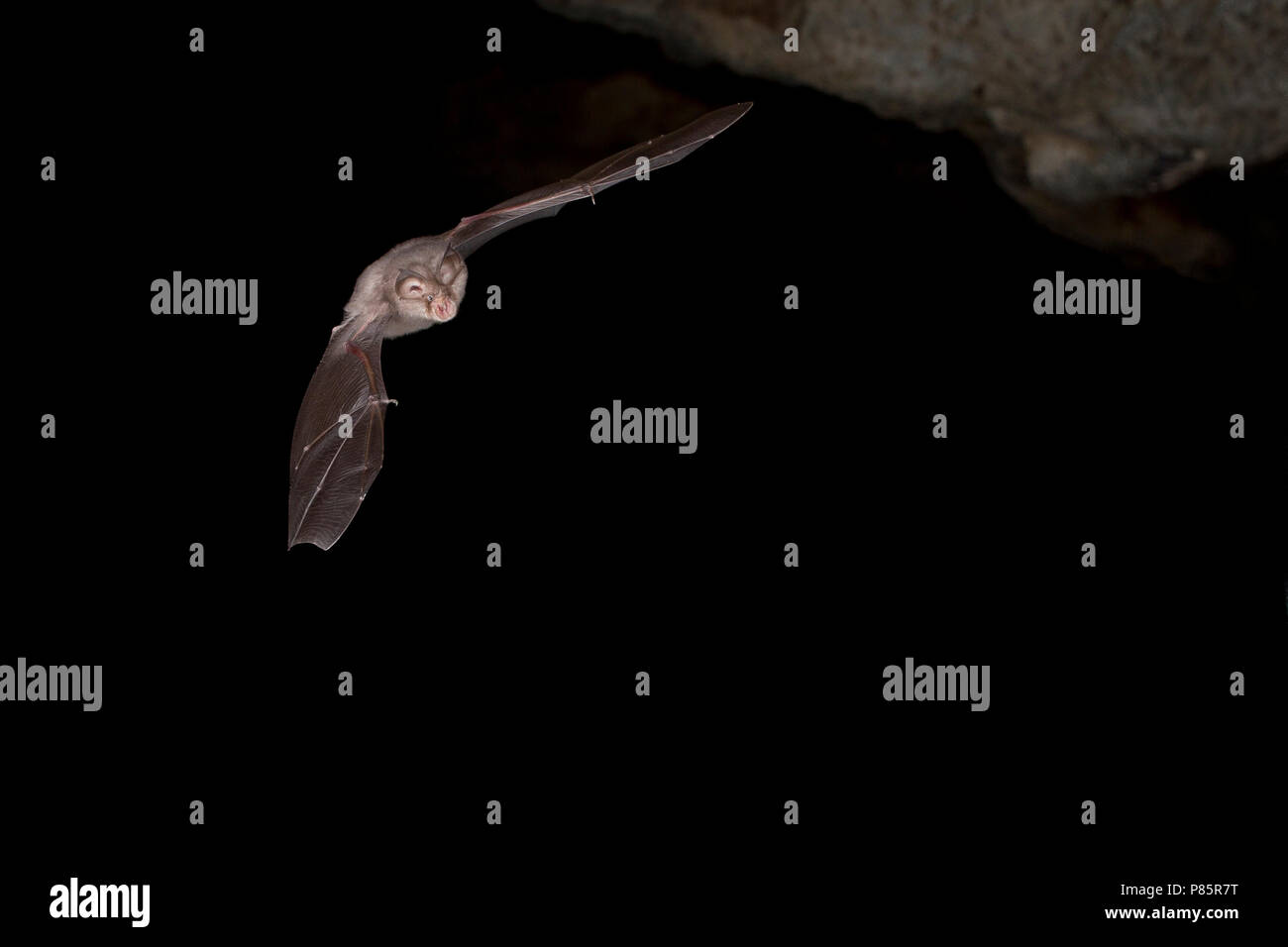 Kleine hoefijzerneus vliegend, Lesser horsehoebat flying Stock Photo ...