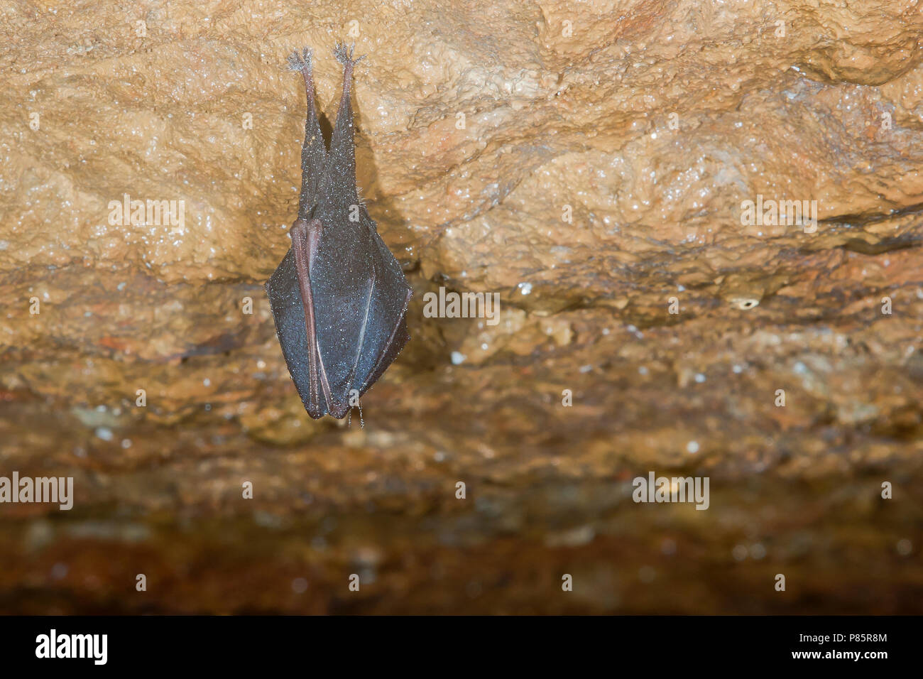 Slapende Kleine Hoefijzerneus; Sleeping Lesser Horseshoe Bat Stock ...
