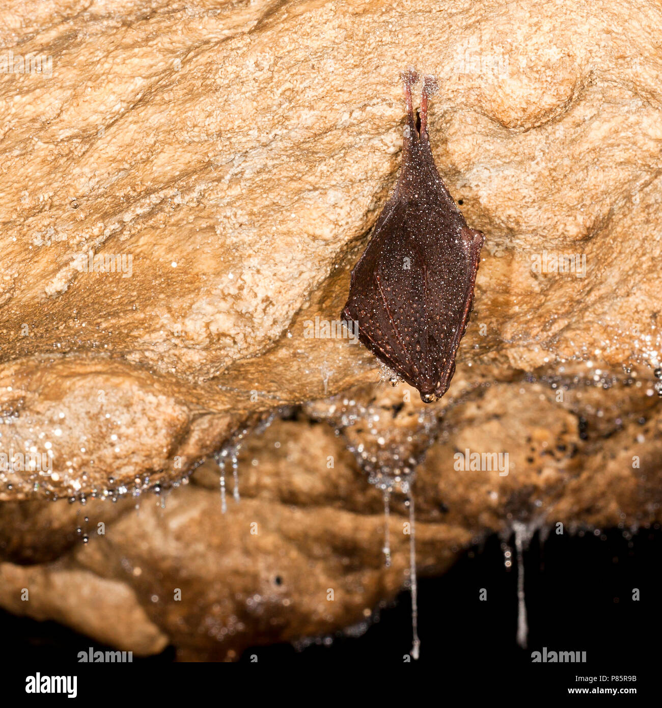Slapende Kleine Hoefijzerneus; Sleeping Lesser Horseshoe Bat Stock ...