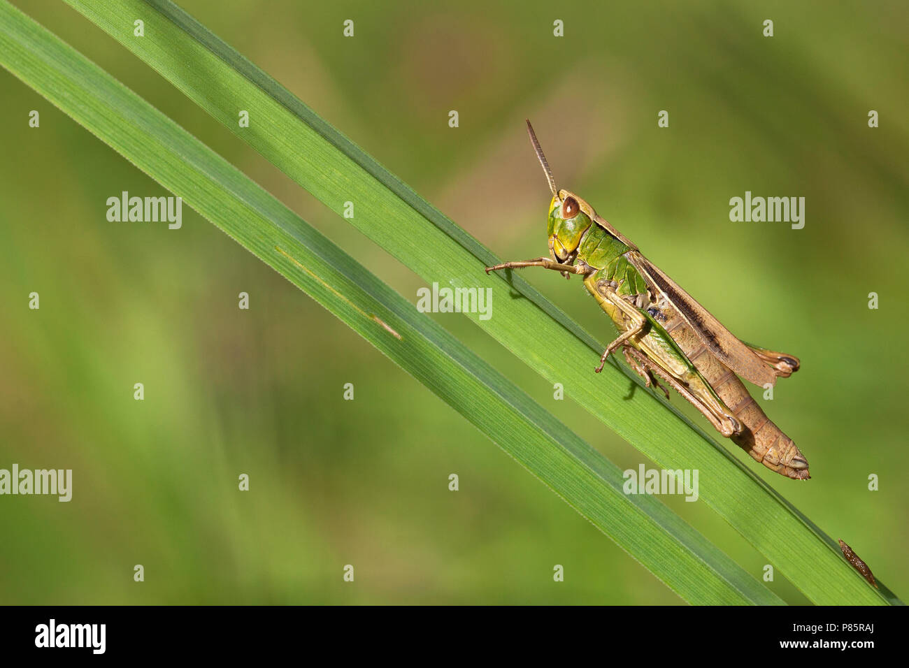 Kustsprinkhaan; Lesser Marsh Grasshopper Stock Photo - Alamy