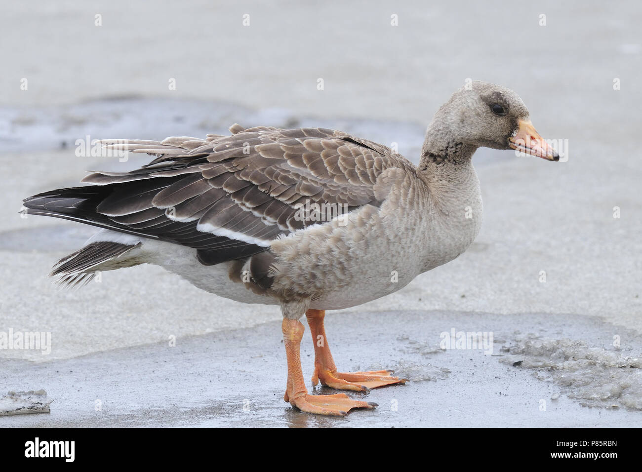 Immature White-fronted Goose in Japan Stock Photo - Alamy