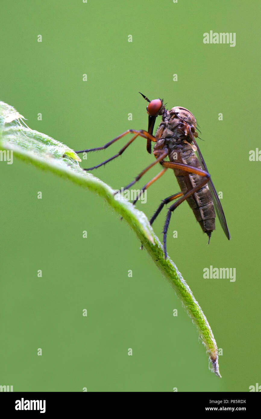 Dance fly hi-res stock photography and images - Alamy