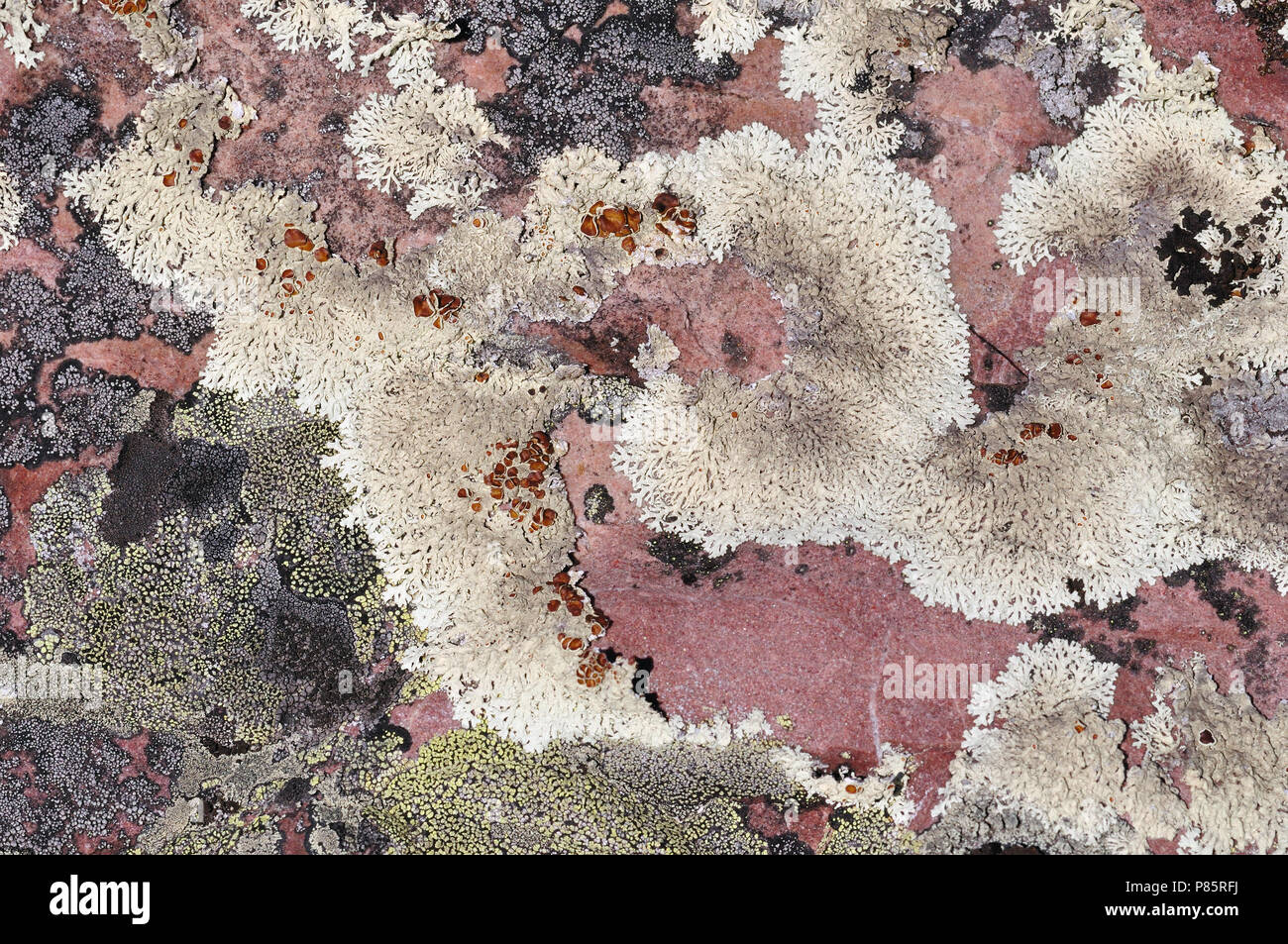 Lichen in Norway Stock Photo - Alamy