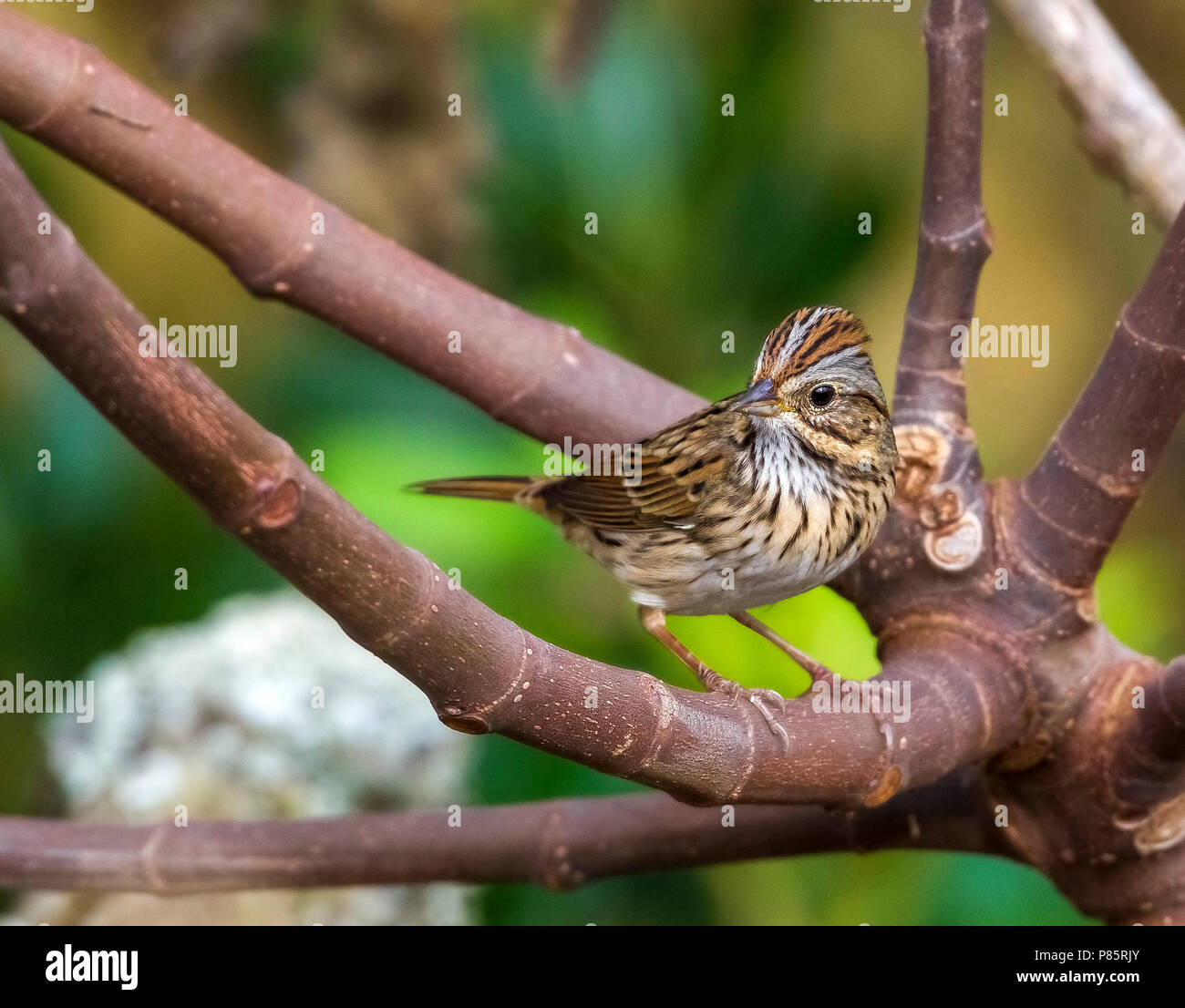 Immature house sparrow hi-res stock photography and images - Alamy