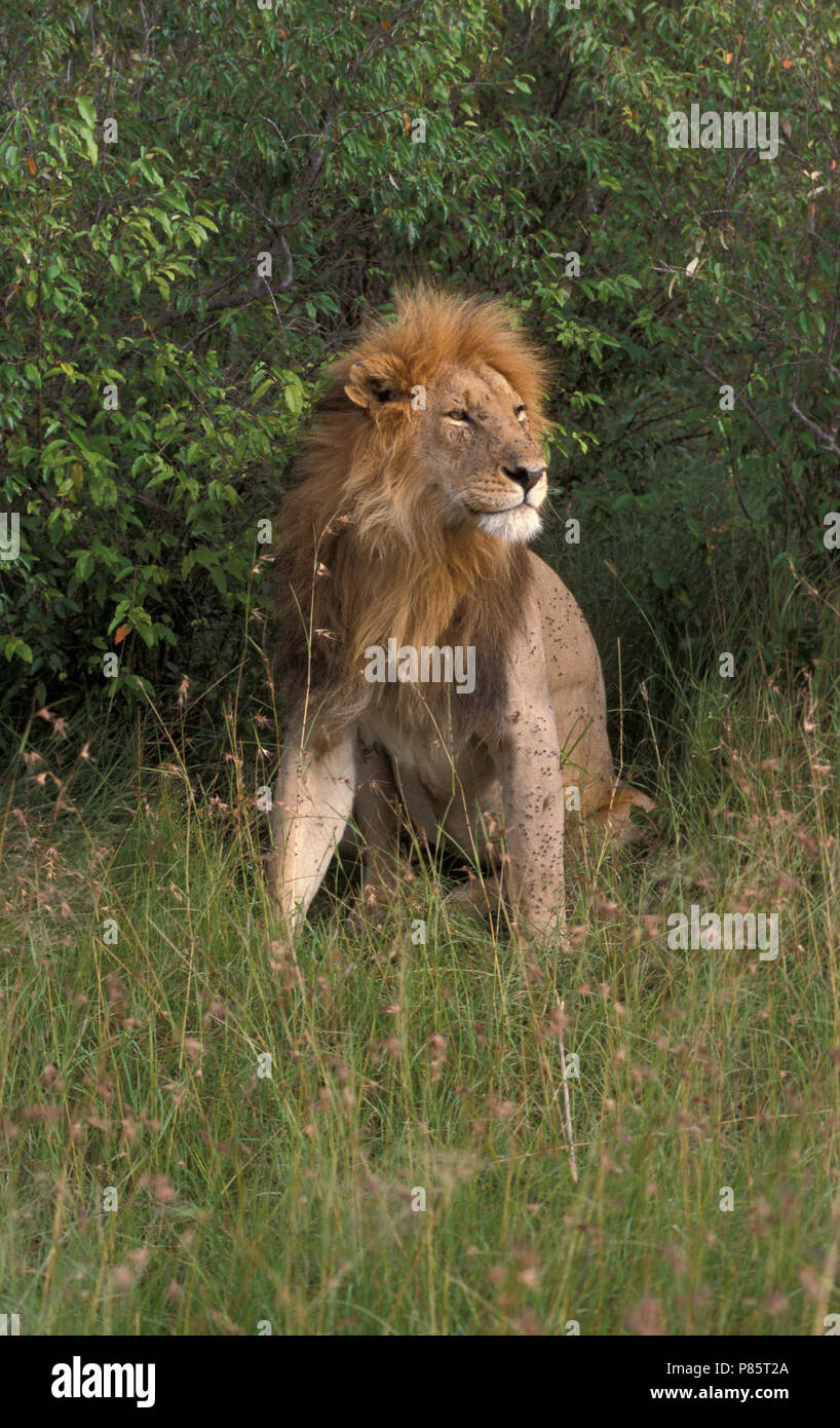 Lion adult male; Leeuw volwassen man Stock Photo - Alamy