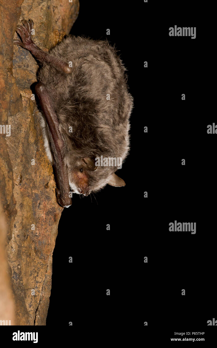 Capaccini's Vleermuis, Long Fingered Bat Stock Photo - Alamy